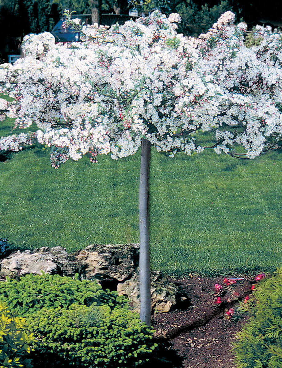 Ornamental Petite Trees – Rhoads Garden Center