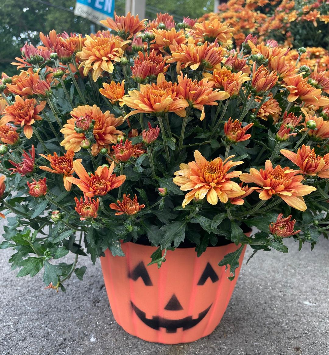 Charmion Dance Studio Fall Fundraiser – Rhoads Garden Center