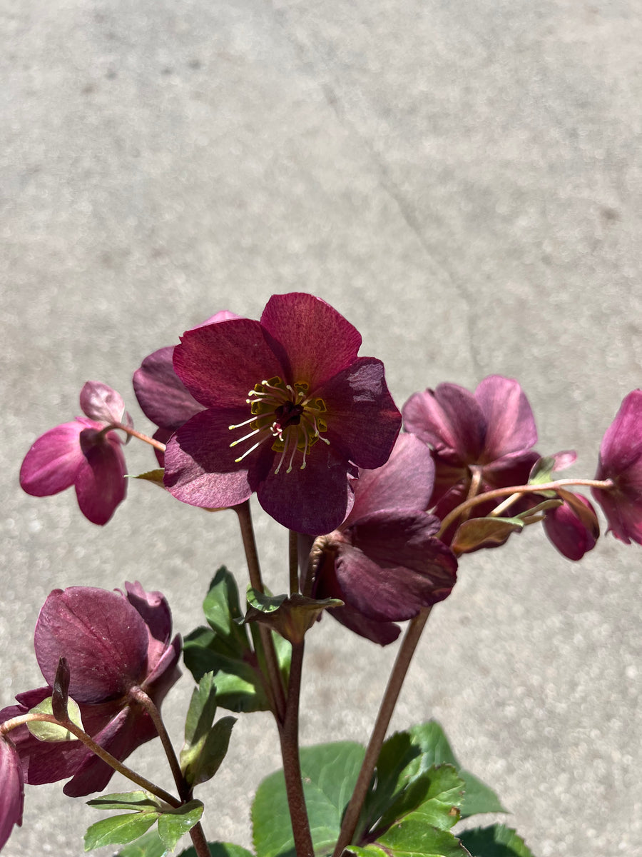 Helleborous 'Ice n Rose' Red – Rhoads Garden Center