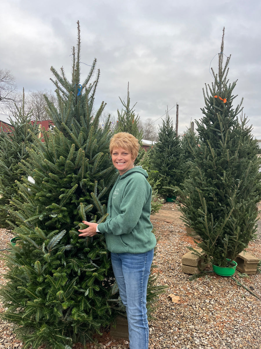 Premium Cut Christmas Tree - Fraser 6-7' – Rhoads Garden Center