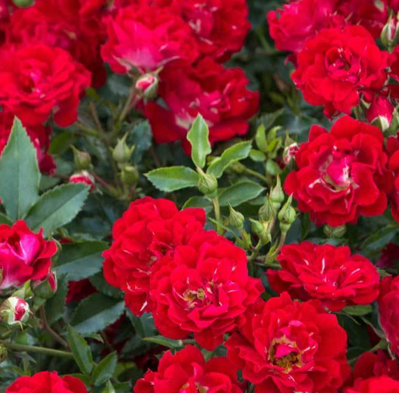 Red Drift Rose – Rhoads Garden Center