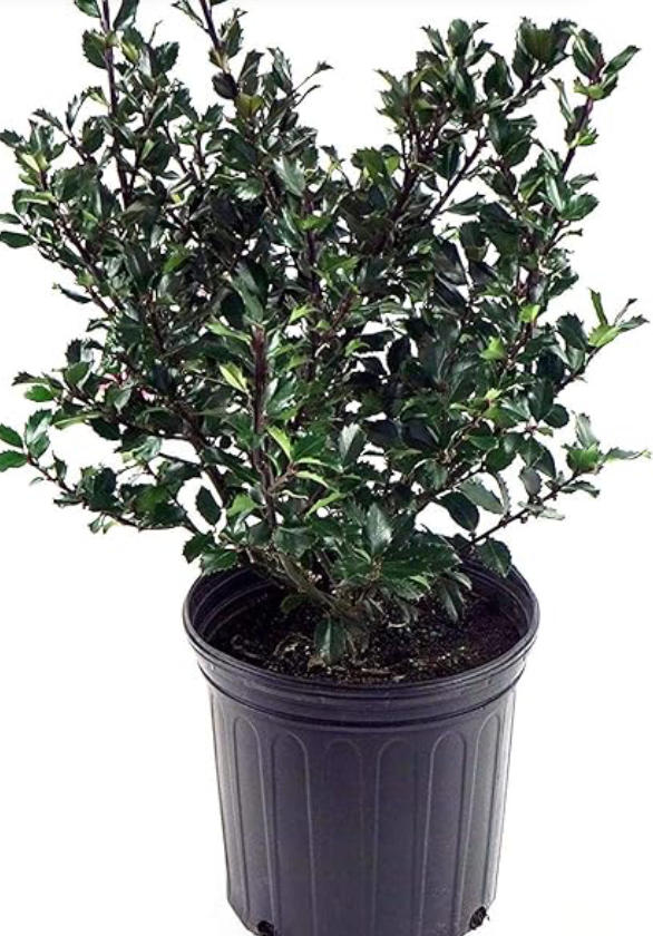 Ilex meserveae 'Blue Prince' - male holly – Rhoads Garden Center