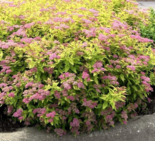 Spiraea bumalda 'Gold Mound' – Rhoads Garden Center