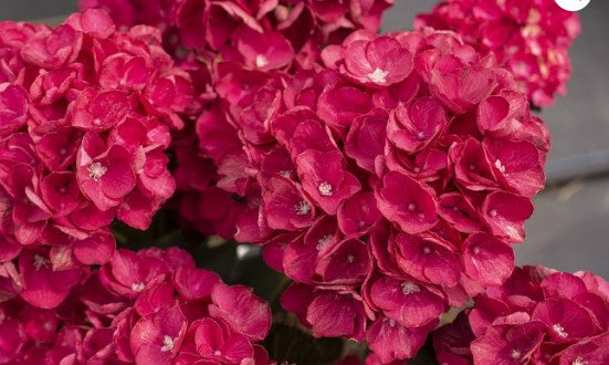 Akadama Hydrangea – Rhoads Garden Center