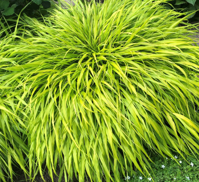 Grass - Hakonechloa macra 'All Gold" – Rhoads Garden Center