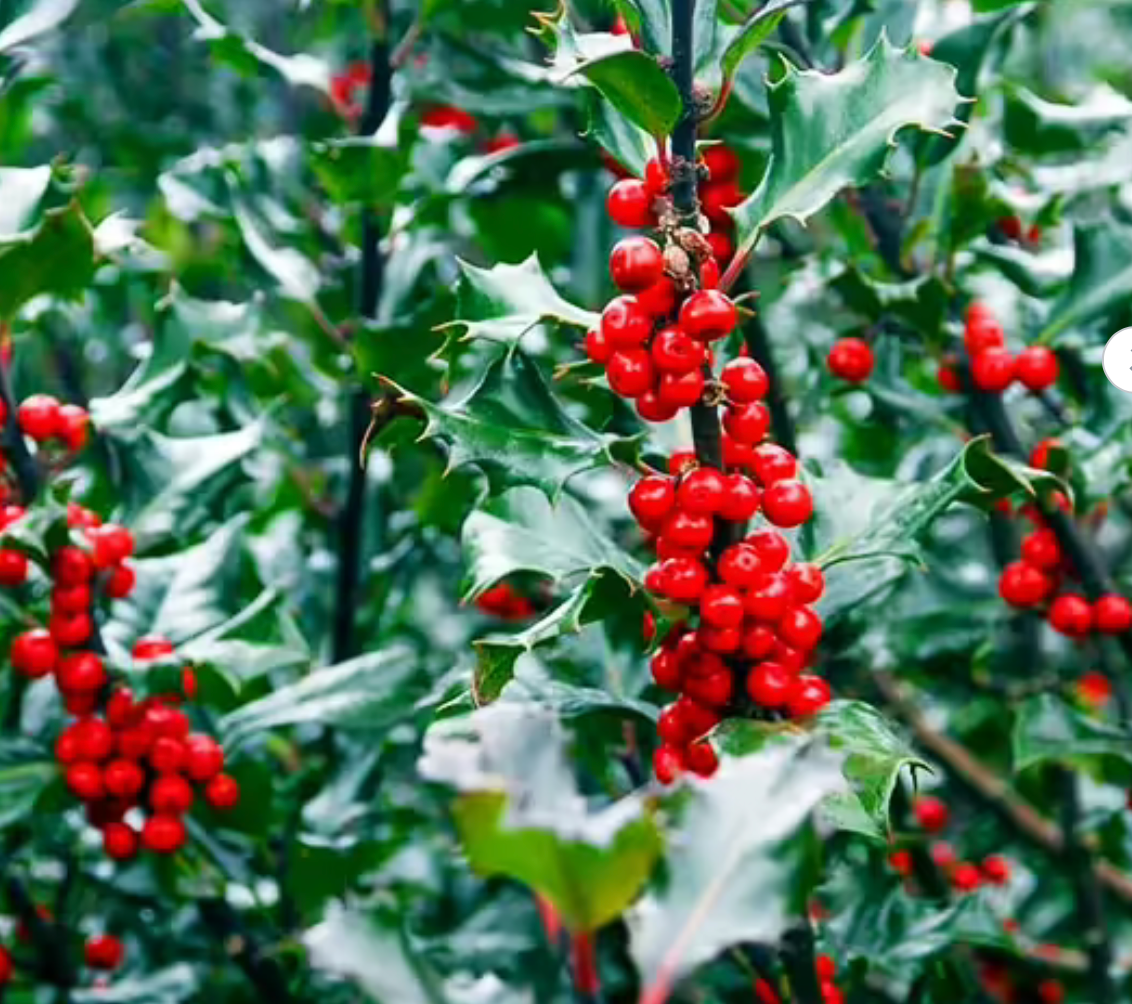 Ilex Holly Blue Prince & Princess combo shrub – Rhoads Garden Center