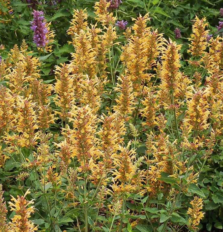 Agastahe Kudos Gold – Rhoads Garden Center
