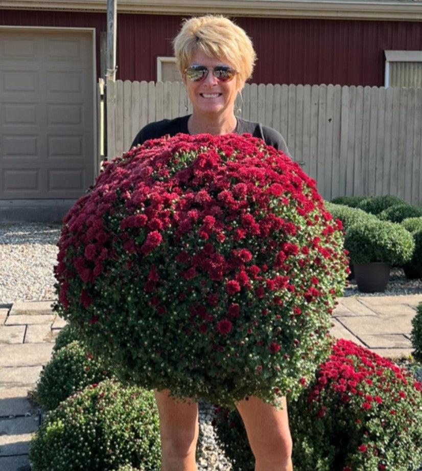 Logan Elm Jumbo Mum – Rhoads Garden Center