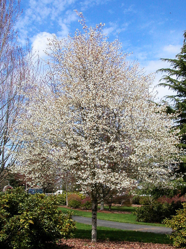 Amelanchier I. Spring Flurry-Serviceberry Pre-Order – Rhoads Garden Center