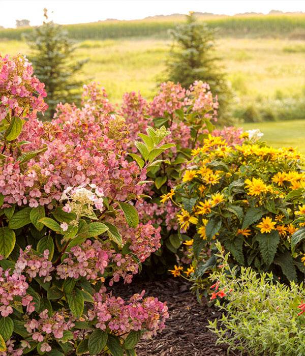 Bobo Hydrangea – Rhoads Garden Center
