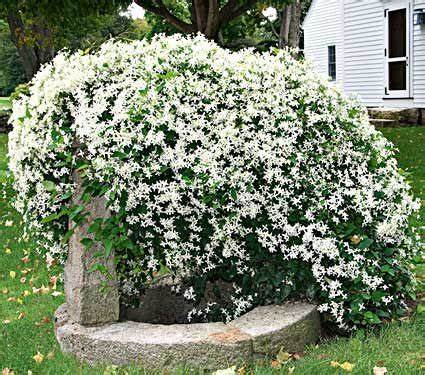 Clematis paniculata Sweet Autumn – Rhoads Garden Center