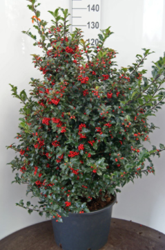 Ilex meserveae 'Blue Princess' Holly – Rhoads Garden Center